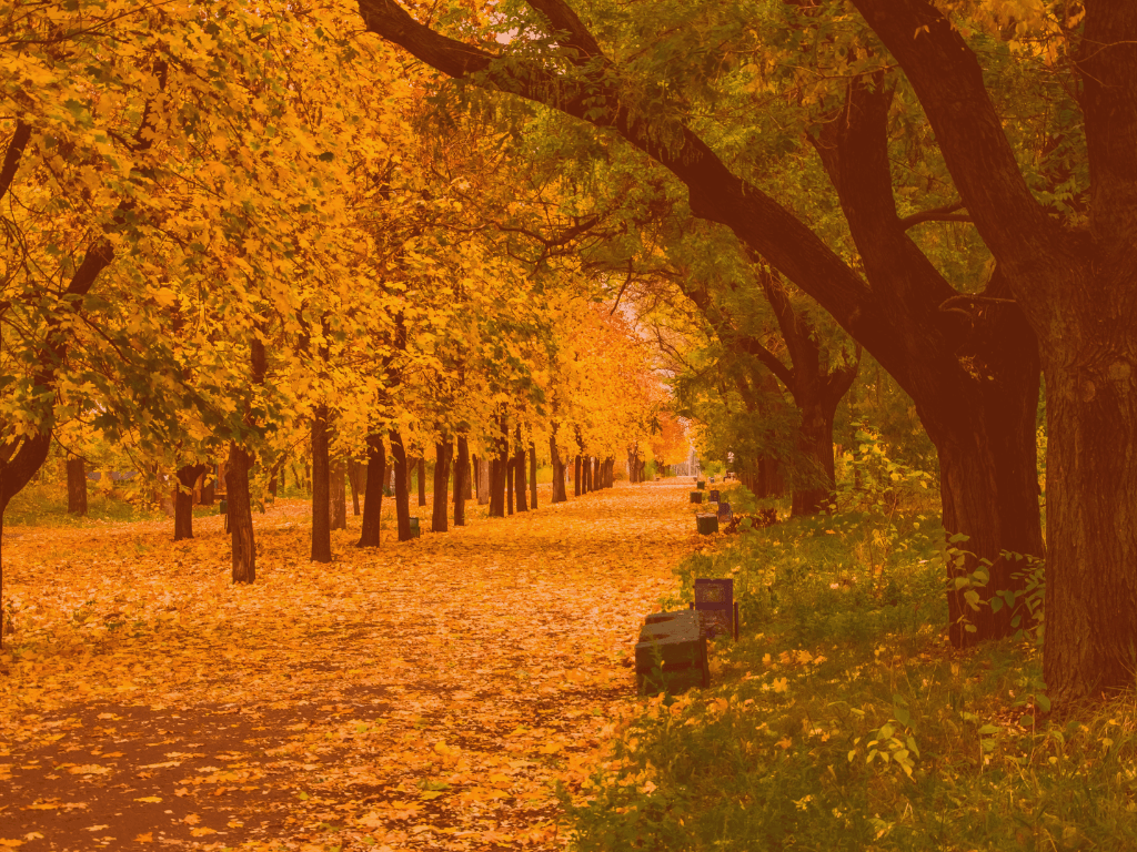 Conheça as estações do ano nos Estados Unidos
